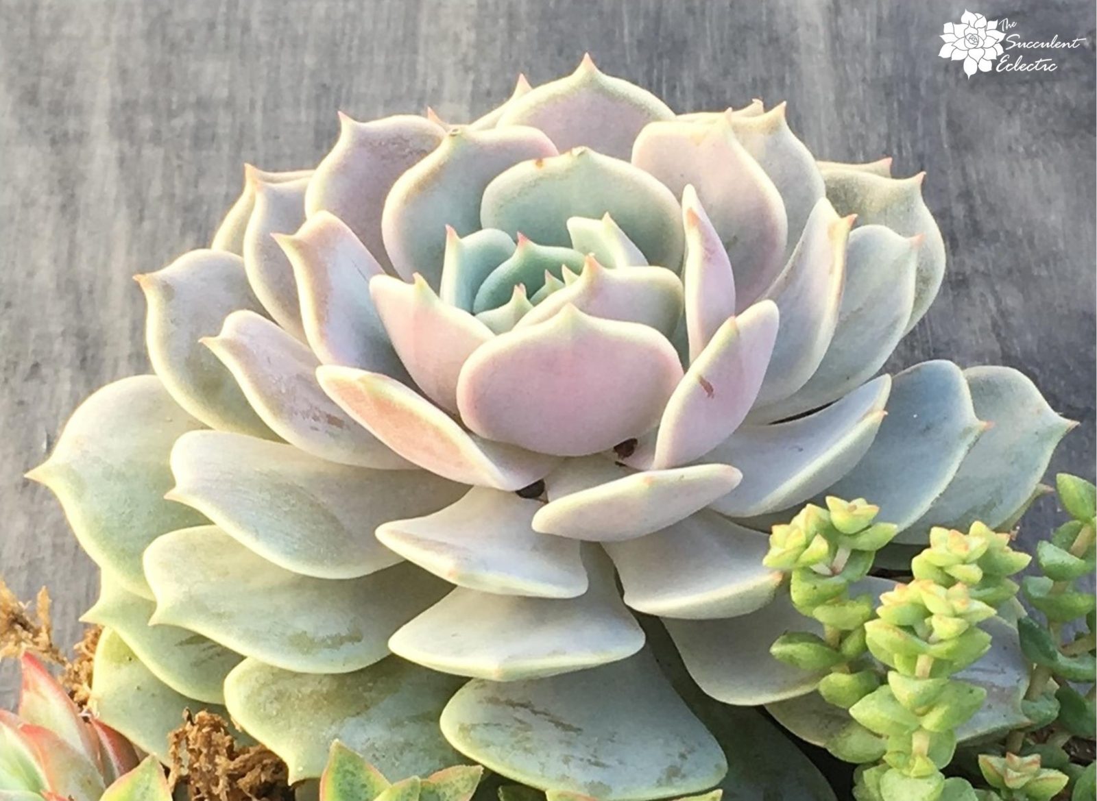 All About Growing Echeveria! aka Mexican Hens and Chicks Plant | The Succulent Eclectic