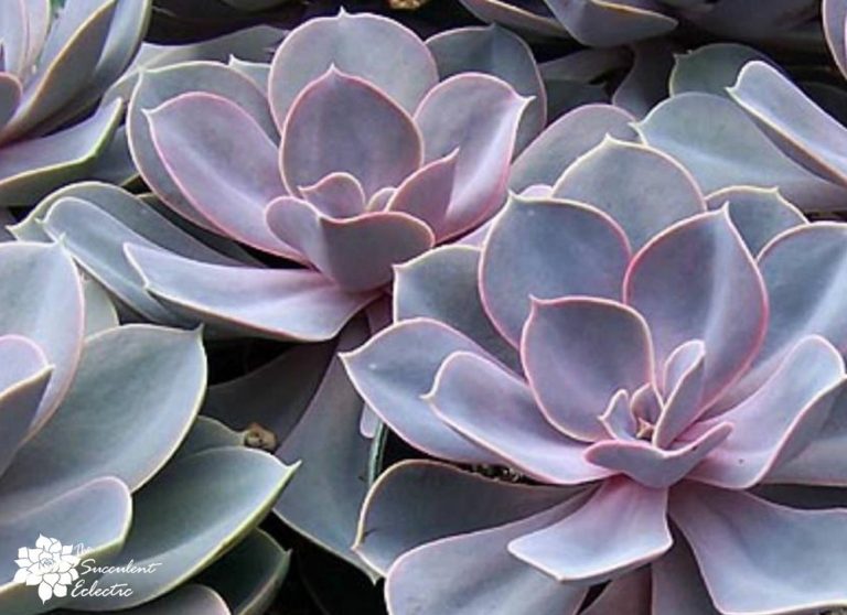 All About Growing Echeveria! aka Mexican Hens and Chicks Plant | The ...