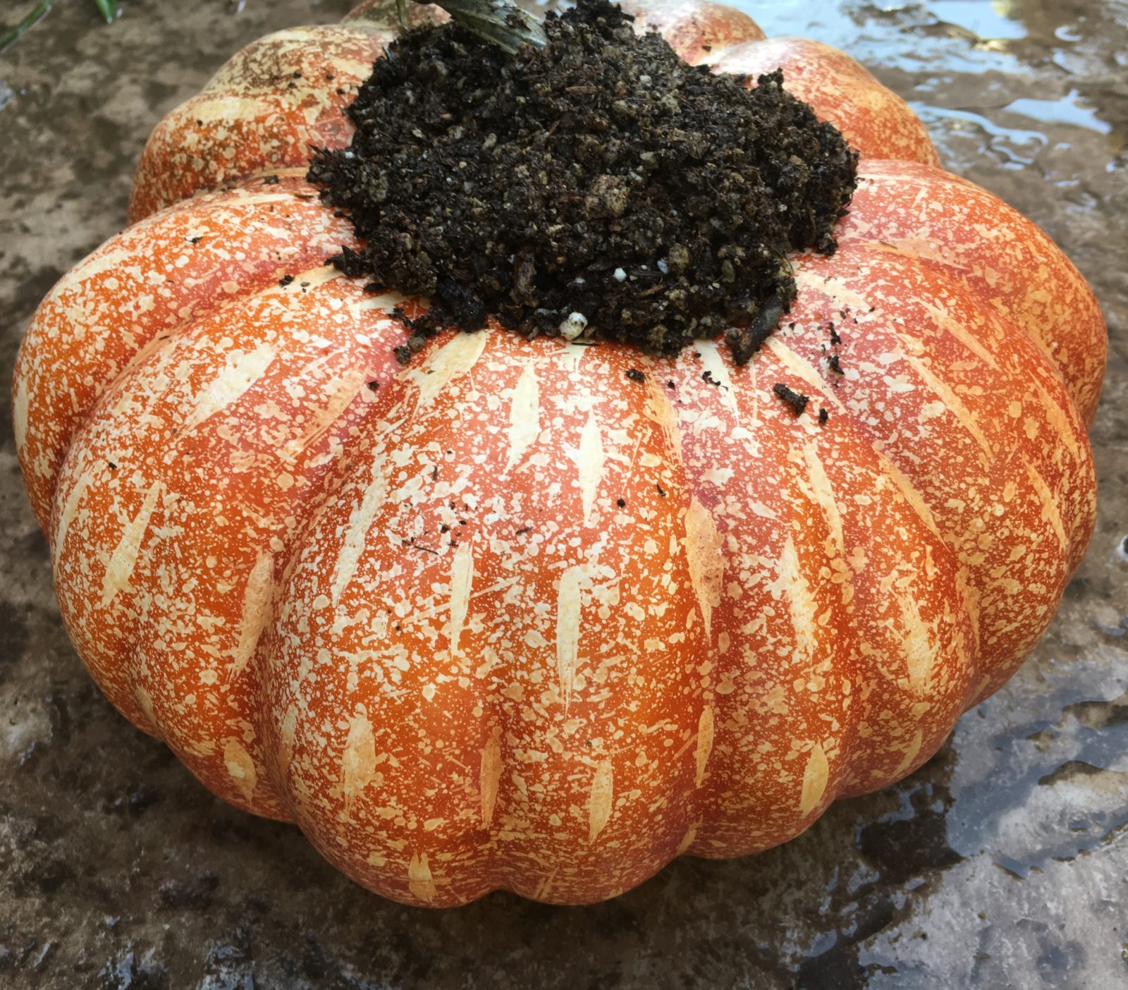 DIY Succulent Pumpkin - No Carve, No Glue, Lasts for Months! | The ...