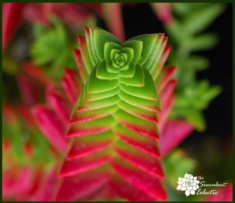Species Spotlight ~ Crassula! Not Just Filler - Fabulous! | The ...