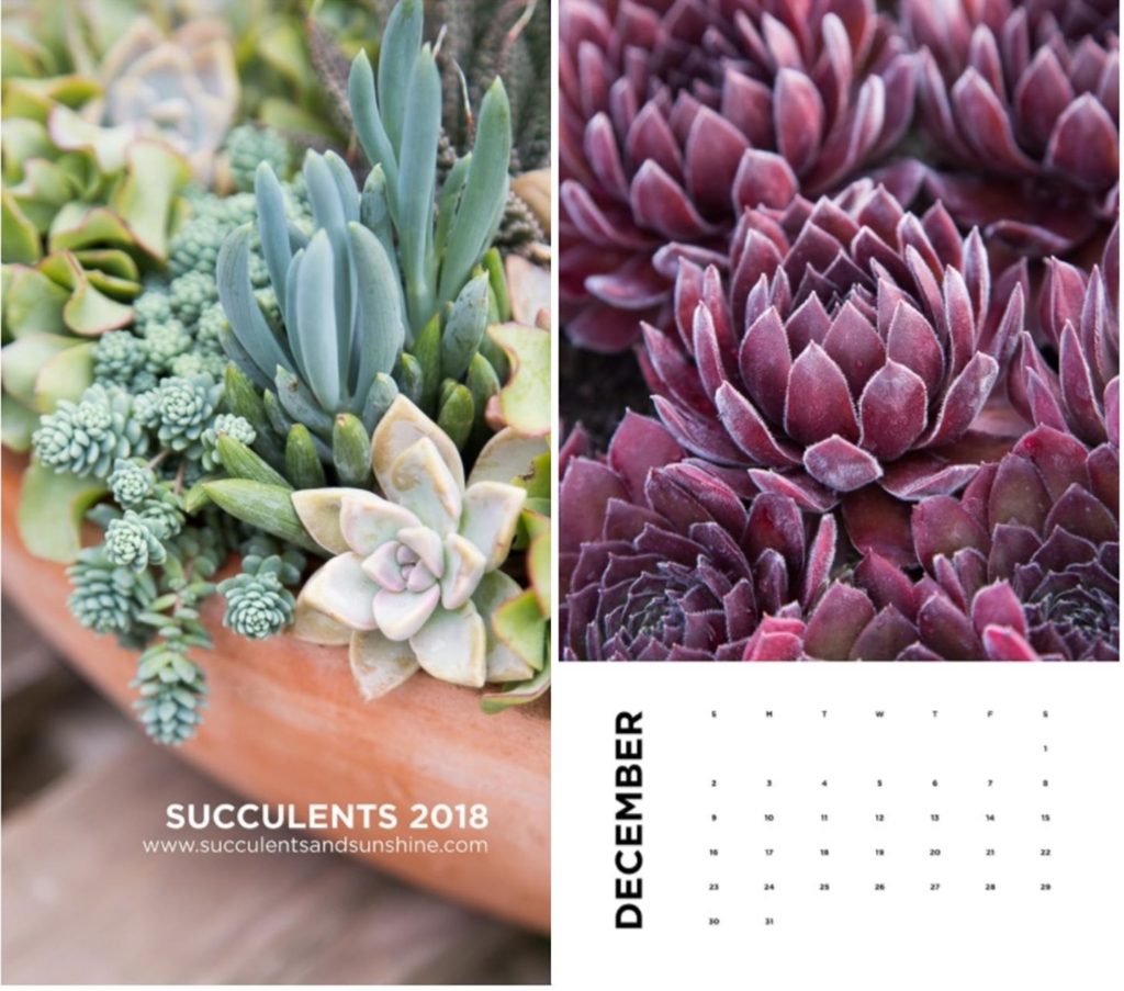 10 Great Gifts for Succulent Lovers - Holiday Gift Guide! | The ...