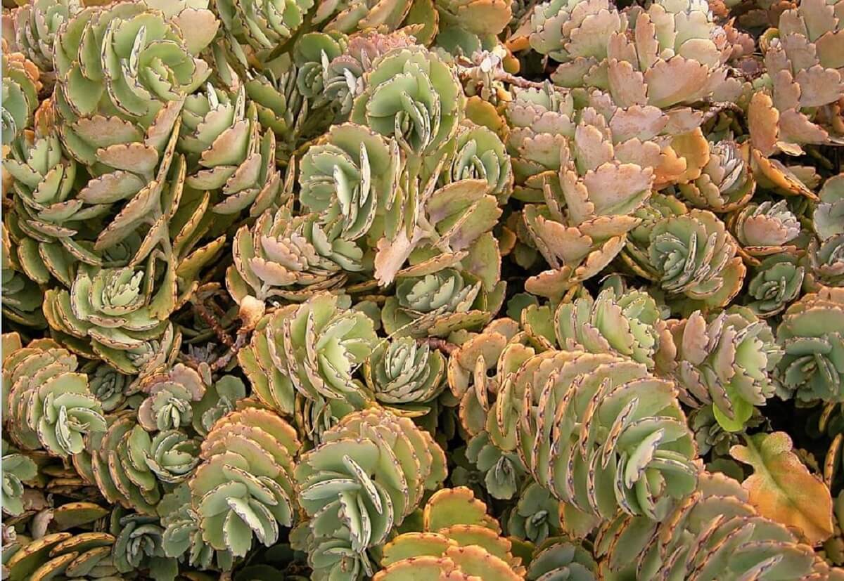 Species Spotlight - Colorful Kalanchoe Care | The Succulent Eclectic