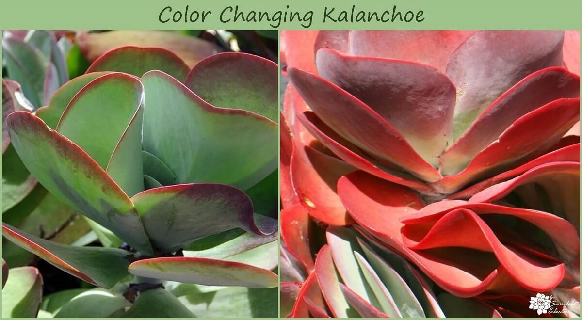 Species Spotlight - Colorful Kalanchoe Care | The Succulent Eclectic
