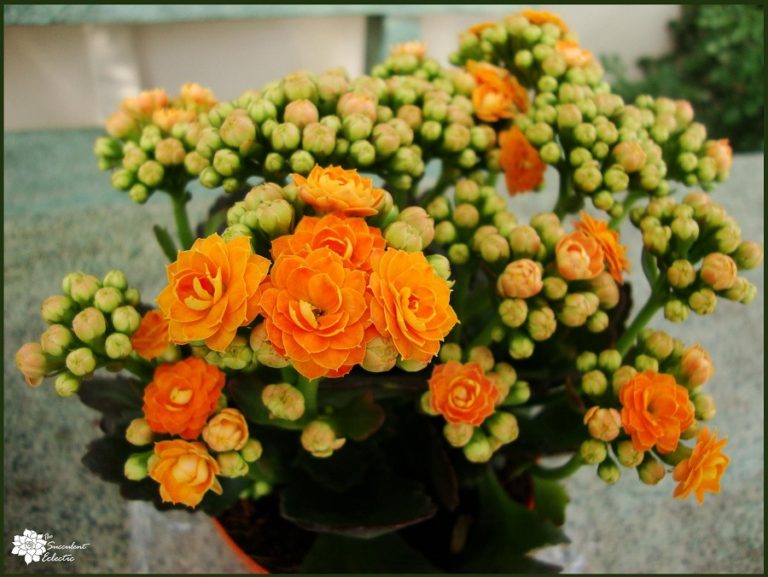 Kalanchoe Blossfeldiana Care & Reblooming! | The Succulent Eclectic