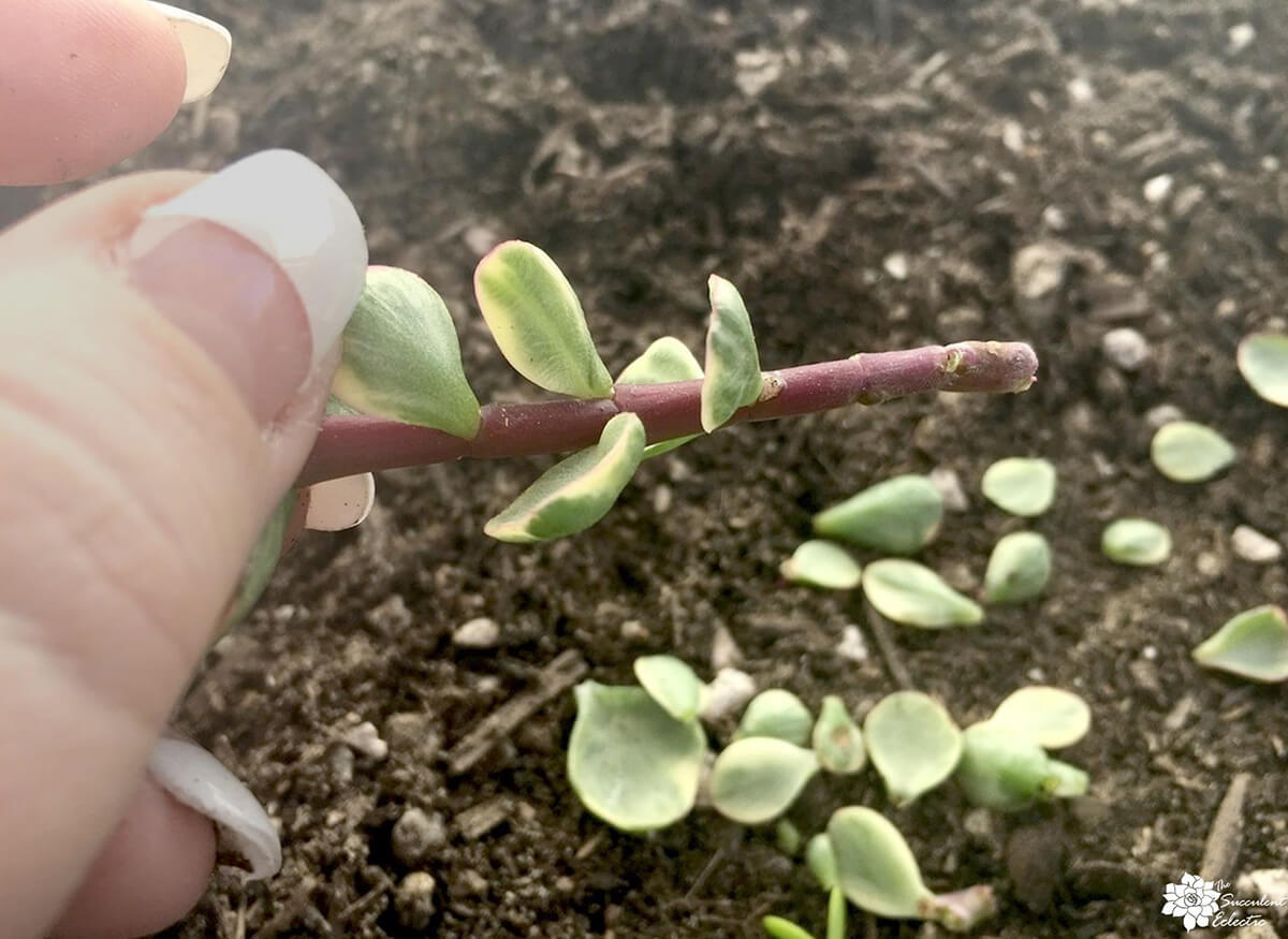 Propagating Succulents from Stem Cuttings | The Succulent Eclectic