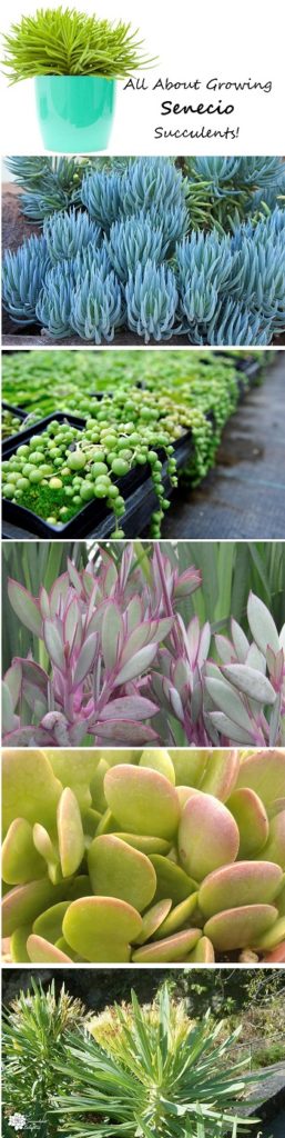 Species Spotlight - Succulent Senecio | The Succulent Eclectic