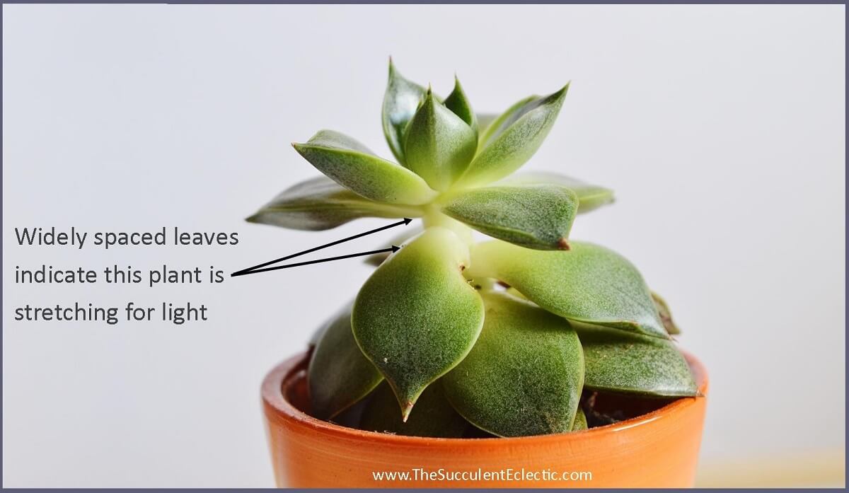 Succulent Growing Tall & Stretched? Identify Etiolation & Fix It! | The ...