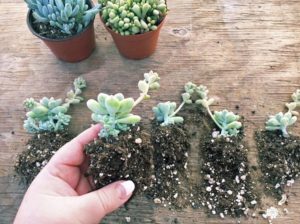 Dividing Succulents - Propagating Succulents | The Succulent Eclectic