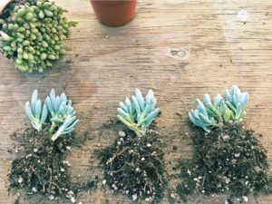 Dividing Succulents - Propagating Succulents | The Succulent Eclectic