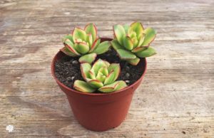 Dividing Succulents - Propagating Succulents | The Succulent Eclectic