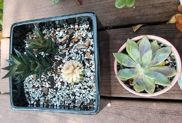 Sunburned Succulents & Summer Care | The Succulent Eclectic