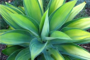 Species Spotlight - Agave Plant Care | The Succulent Eclectic