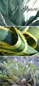 Species Spotlight - Agave Plant Care | The Succulent Eclectic