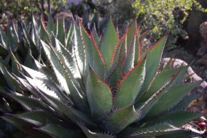 Species Spotlight - Agave Plant Care | The Succulent Eclectic