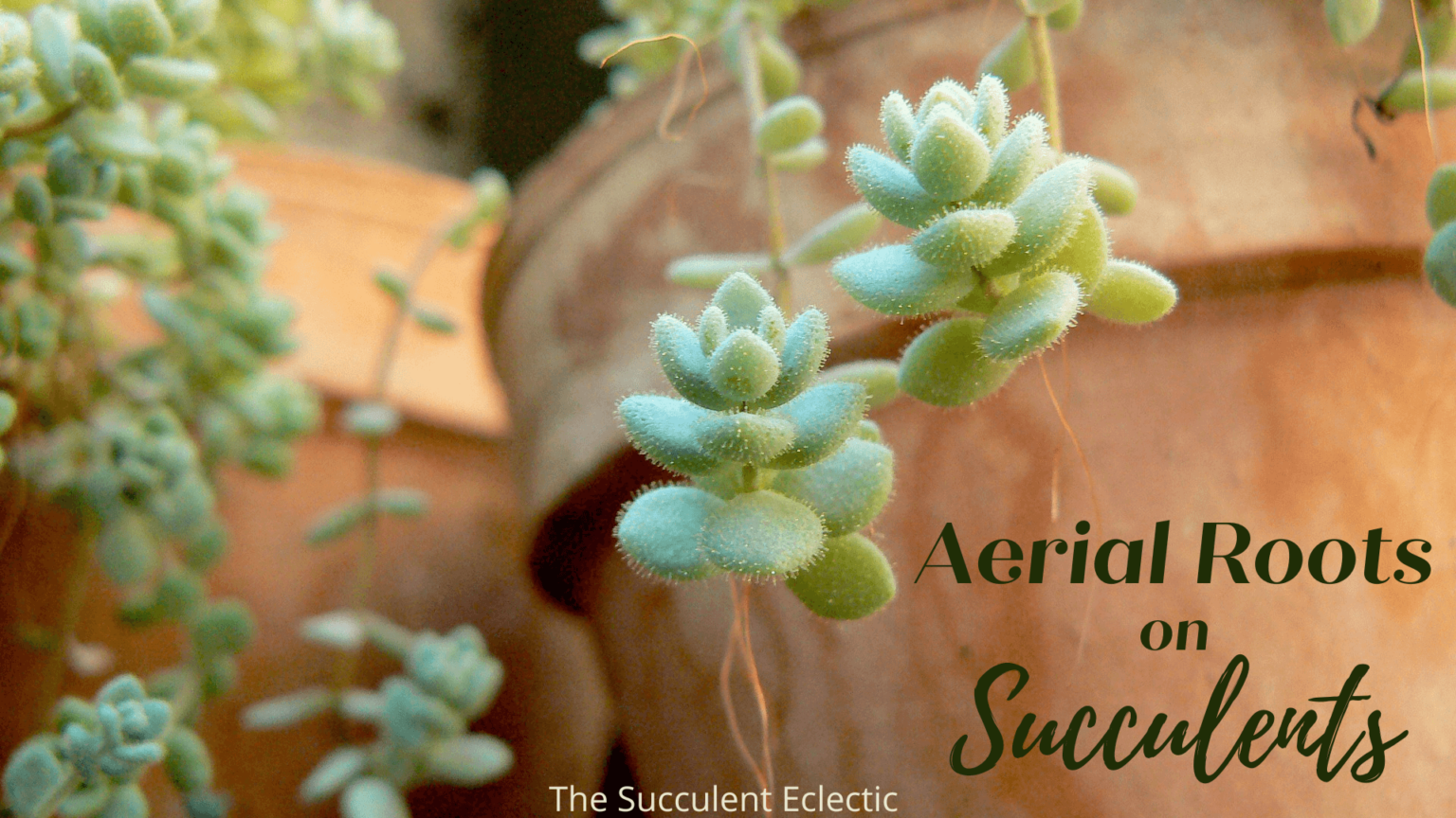 Aerial Roots on Succulents | The Succulent Eclectic
