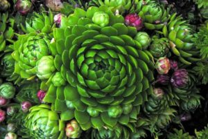 Jovibarba vs. Sempervivum | The Succulent Eclectic