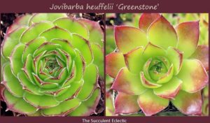 Jovibarba vs. Sempervivum | The Succulent Eclectic
