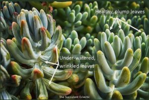 Recognizing & Understanding Signs of Succulent Problems | The Succulent ...