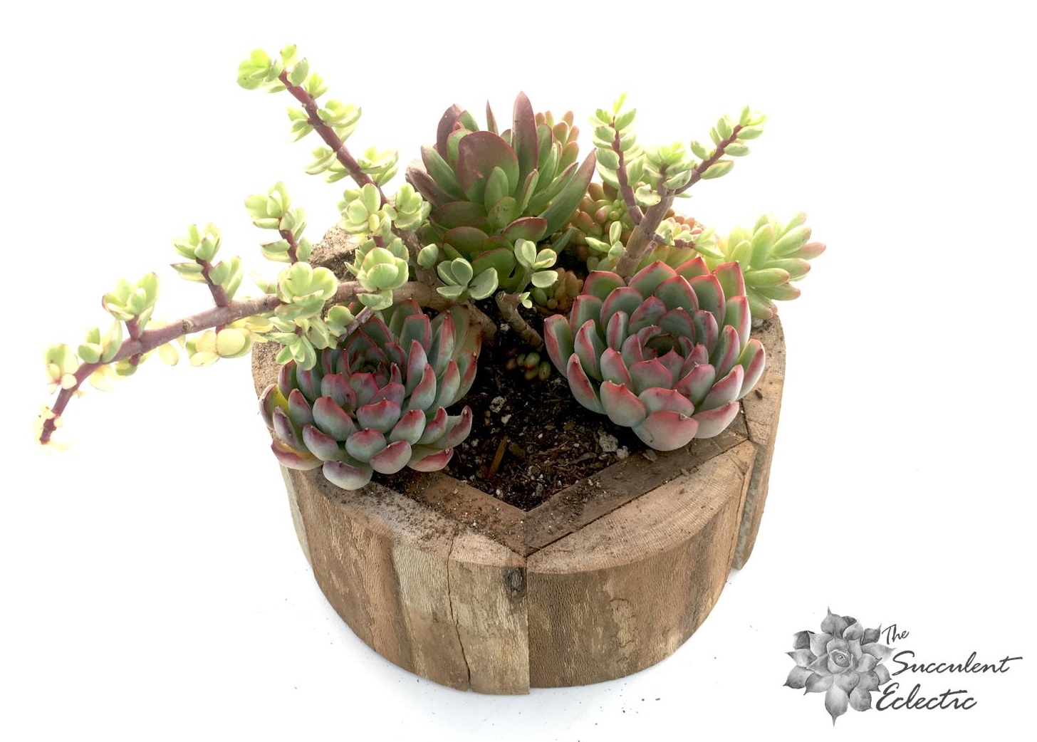 Close Planting Succulent Arrangement | The Succulent Eclectic