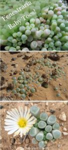 Species Spotlight ~ Fenestraria Baby Toes | The Succulent Eclectic