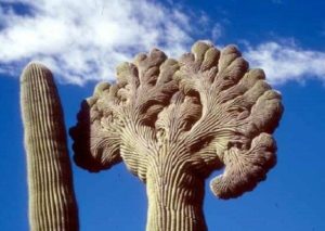 Understanding Crested Succulents & Monstrose Cactus | The Succulent ...