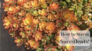 Succulent Care | The Succulent Eclectic