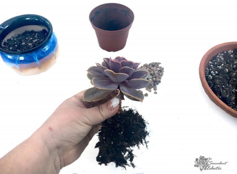 How to Plant Succulents so They'll Thrive! | The Succulent Eclectic