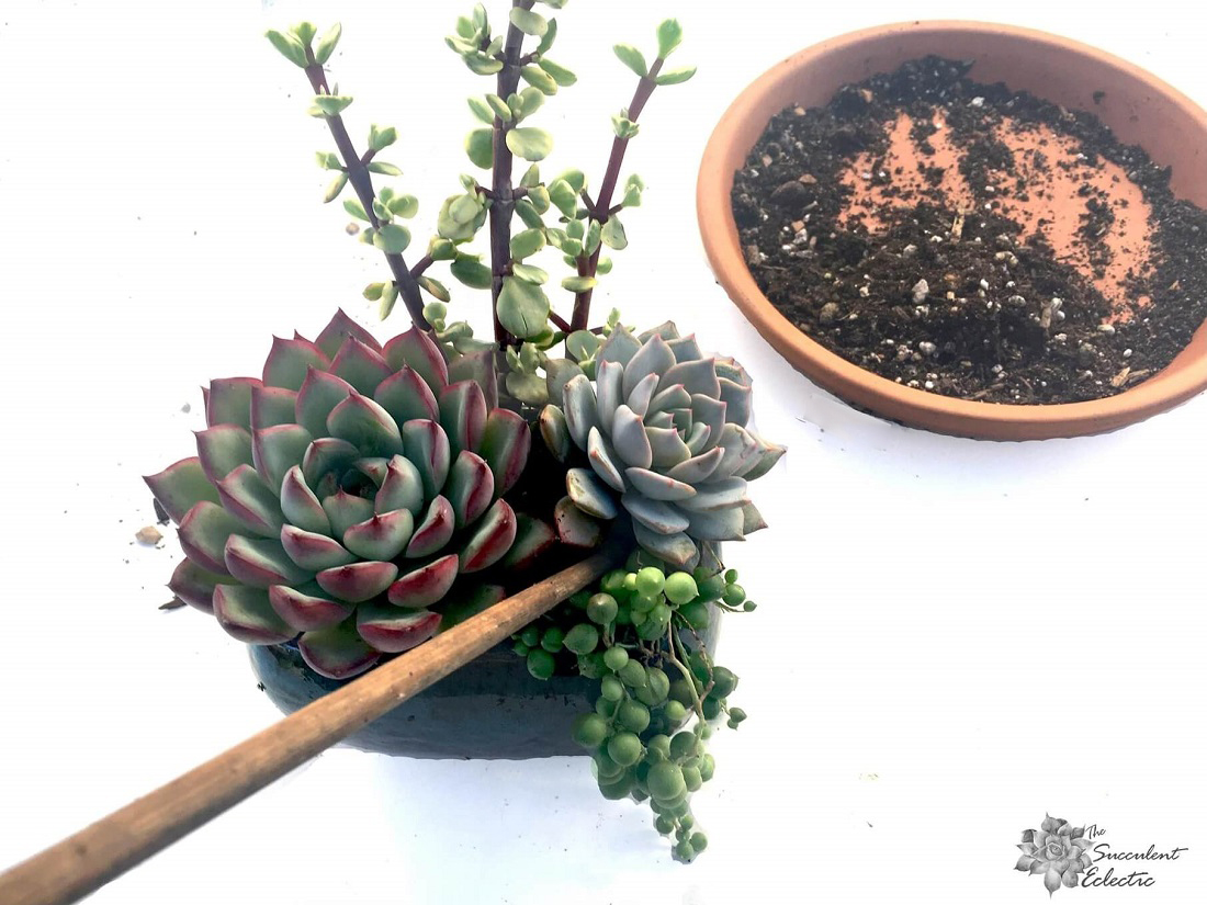 My Favorite Succulent Tools! | The Succulent Eclectic
