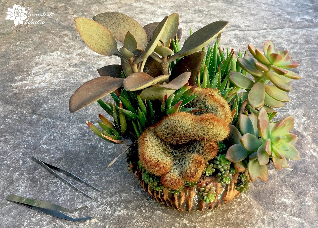 My Favorite Succulent Tools! | The Succulent Eclectic