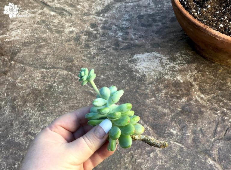 How to Grow Succulent Cuttings! | The Succulent Eclectic