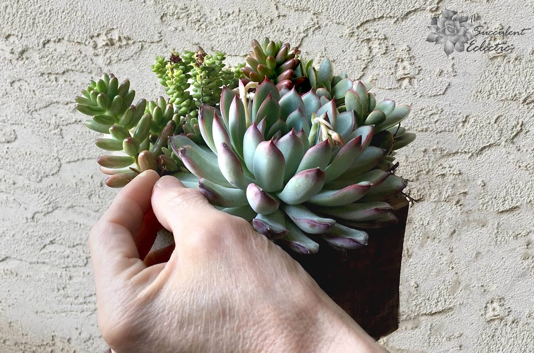 How to Care for Succulents ~ Beyond Watering | The Succulent Eclectic