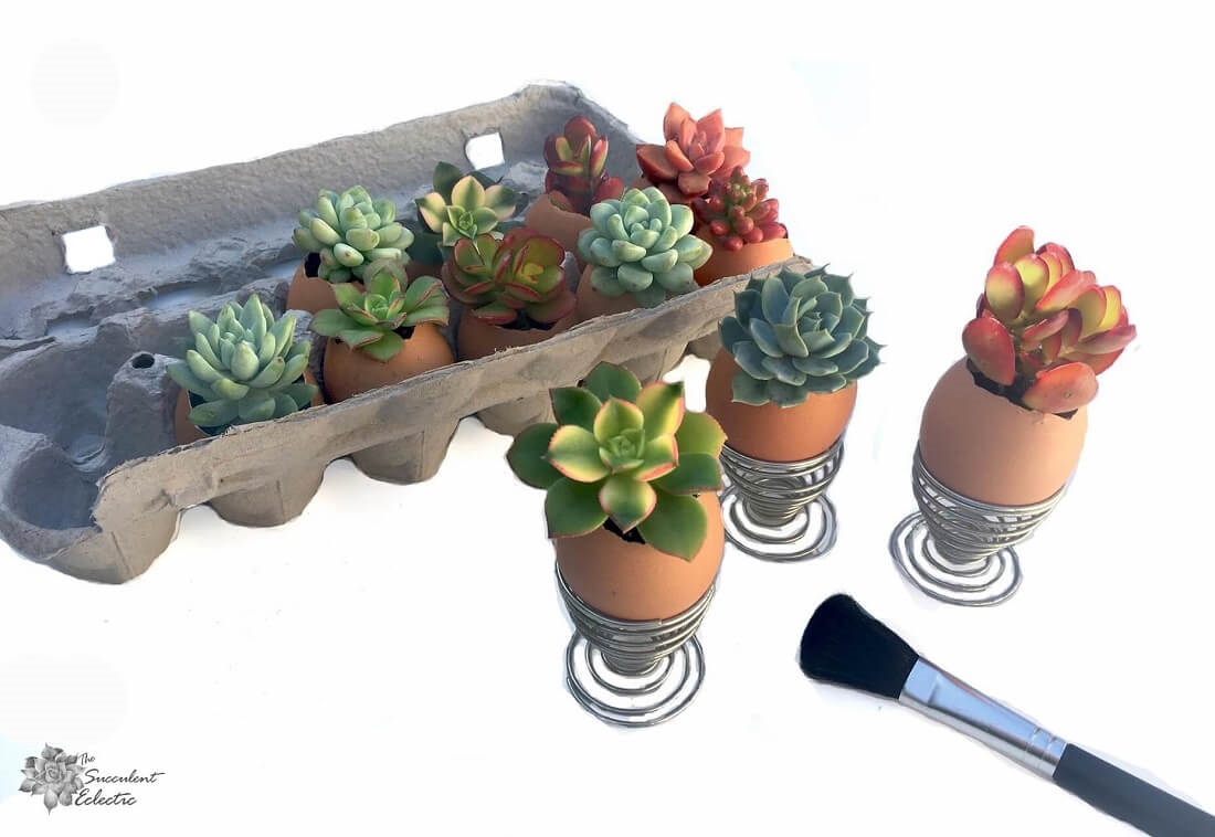Adorable DIY Succulent Eggshell Planters | The Succulent Eclectic