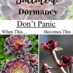 Succulent Dormancy? Which Succulents Sleep When & Why | The Succulent ...
