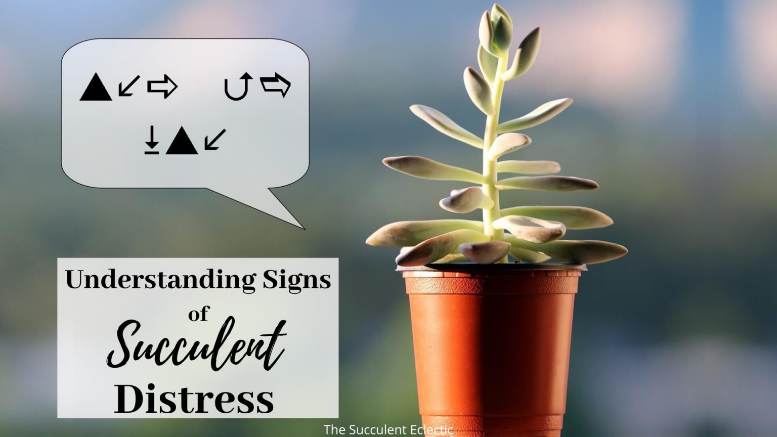 Succulent Care | The Succulent Eclectic