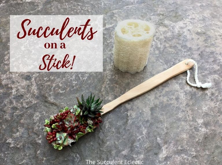 Skip Soap on a Rope for Succulents on a Stick! | The Succulent Eclectic