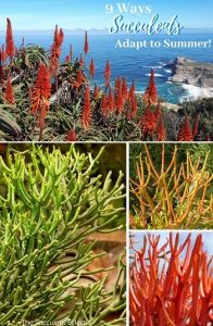 9 Succulent Adaptations to Summer! | The Succulent Eclectic