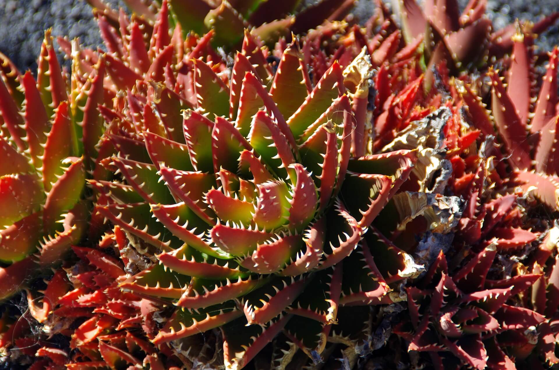 9 Succulent Adaptations to Summer! | The Succulent Eclectic