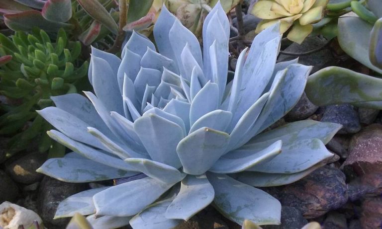 9 Succulent Adaptations to Summer! | The Succulent Eclectic