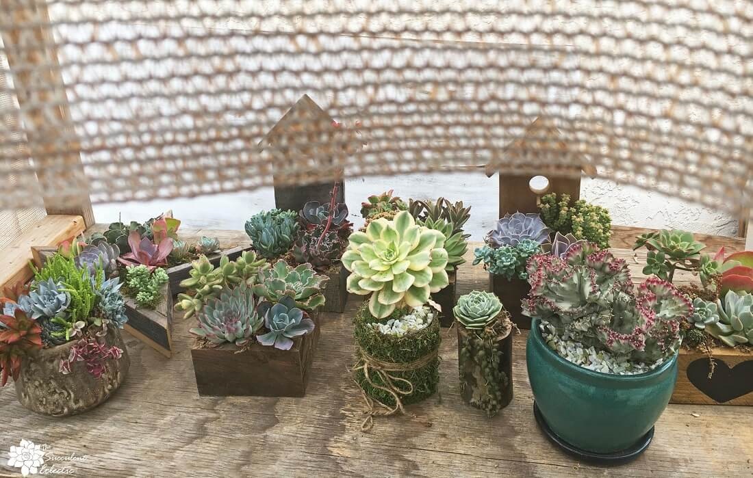 Succulent Care in Summer (So Your Plants Will Thrive) | The Succulent ...