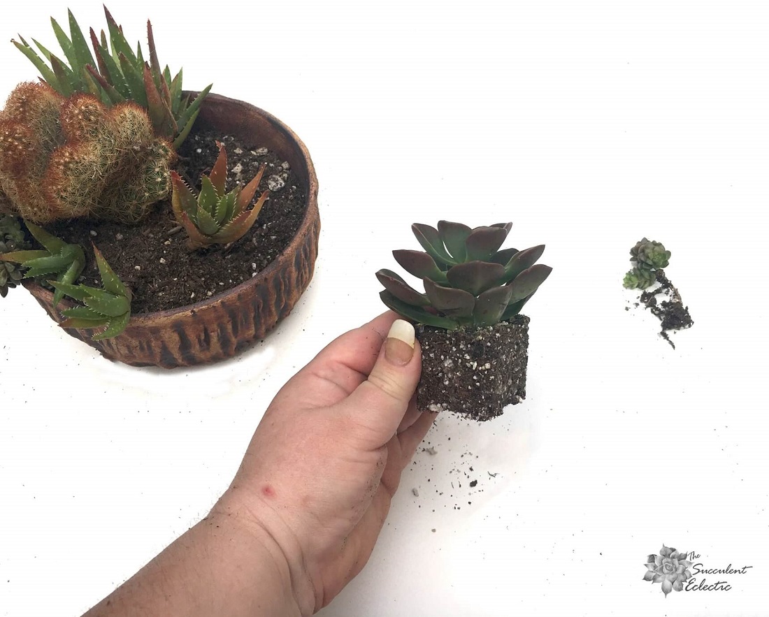 How to Rejuvenate an Overgrown Succulent Dish Garden | The Succulent ...
