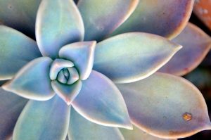Understanding Plant Edema on Succulents (& Fixing It) | The Succulent ...