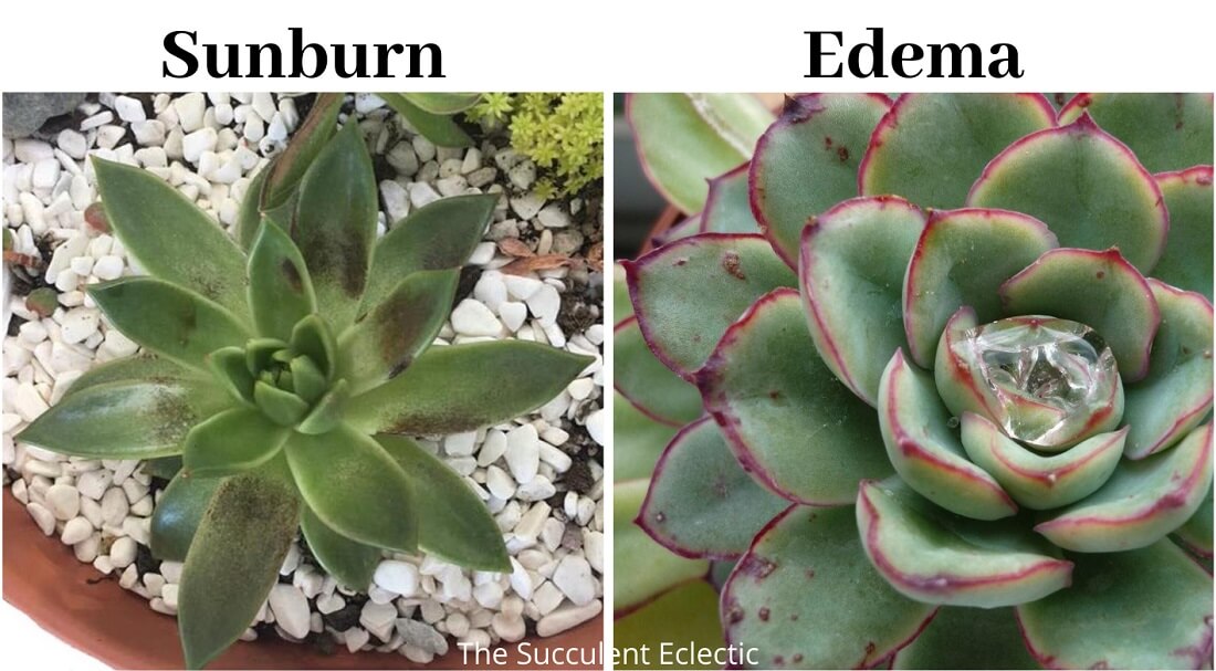 Understanding Plant Edema on Succulents (& Fixing It) | The Succulent ...
