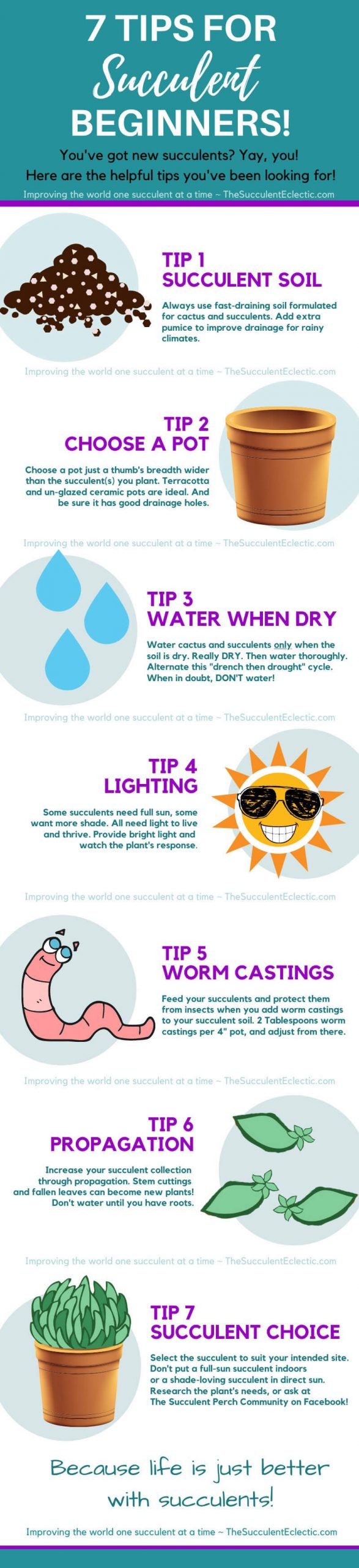 7 Succulent Care Tips For Beginners Infographic The Succulent Eclectic