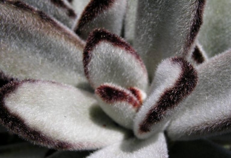 Best 15 Fuzzy Succulents and Their Care | The Succulent Eclectic