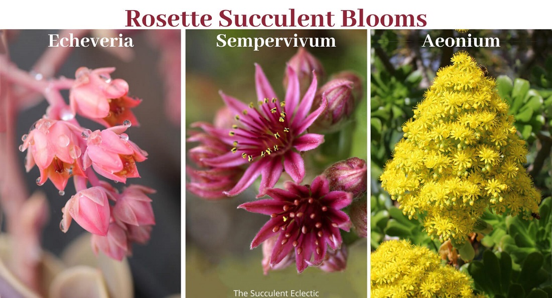 Rosette Succulent Types ~ Identification & [Infographic] | The Succulent Eclectic