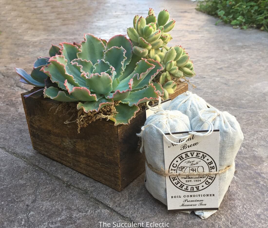 Succulent Fertilizer - Which, When and How Often | The Succulent Eclectic