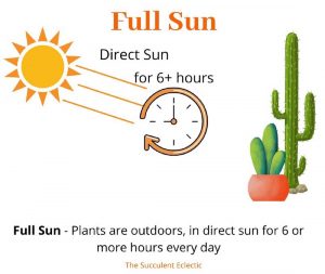 Direct Sun, Full Sun, Indirect Sunlight? Understanding Sun Exposure for ...