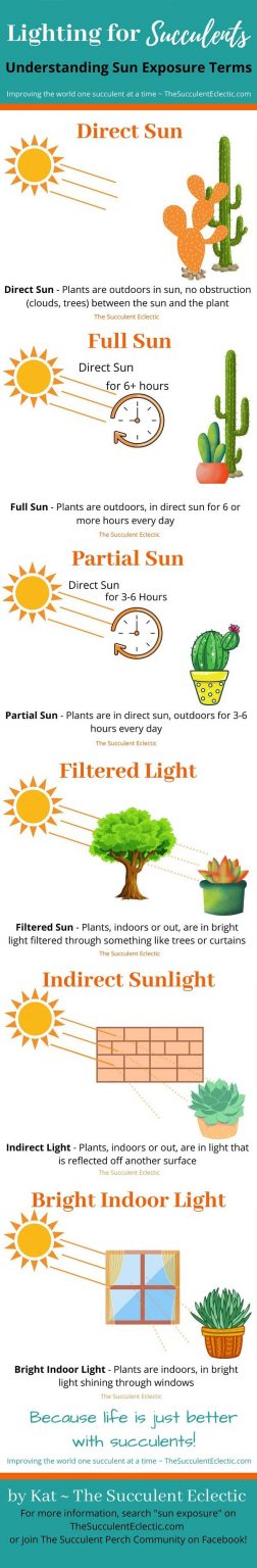 Direct Sun, Full Sun, Indirect Sunlight? Understanding Sun Exposure for ...