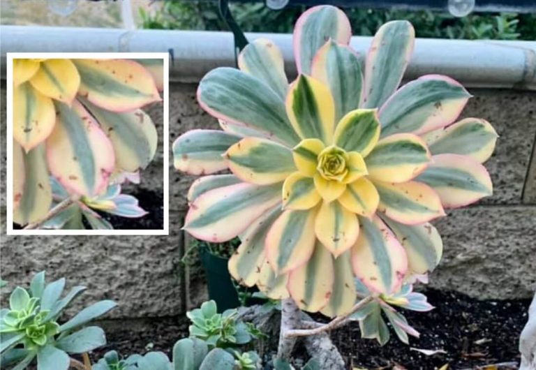 Species Spotlight ~ Aeonium Rosette Succulents! | The Succulent Eclectic