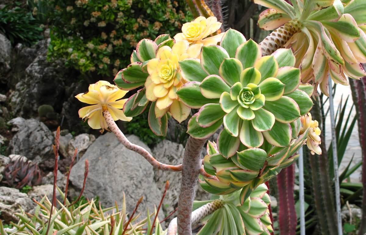 Species Spotlight ~ Aeonium Rosette Succulents! | The Succulent Eclectic
